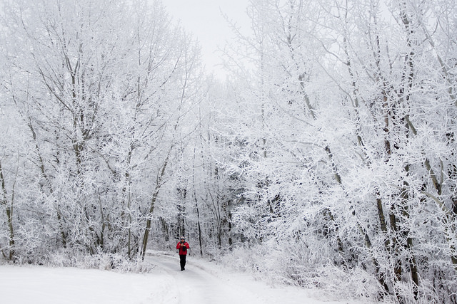 Feeling a Bit Chilly – Snowbird of Paradise