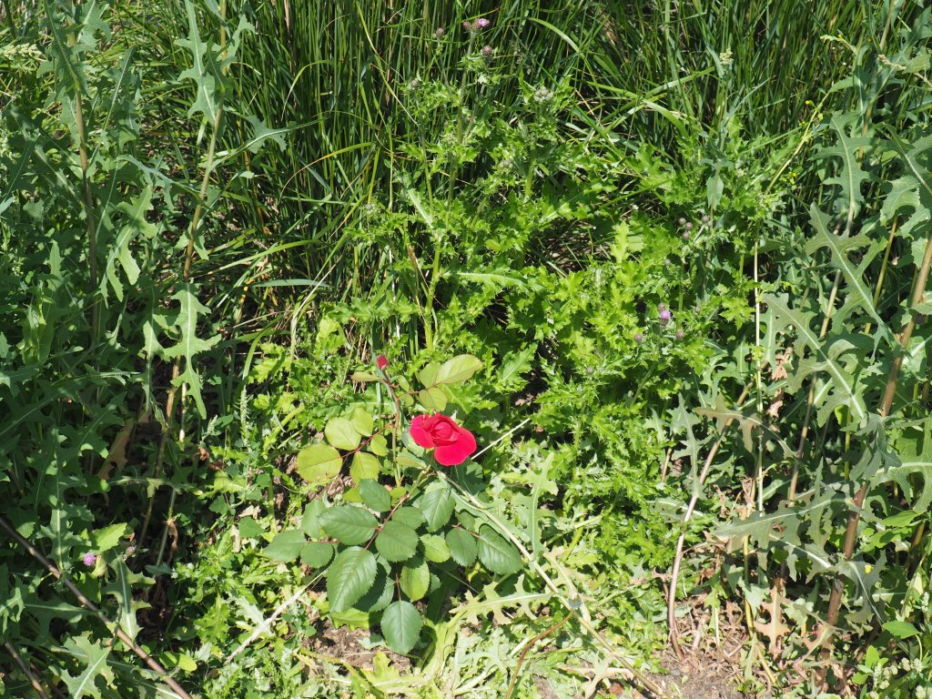 Weeds And Flowers Cohabiting – Snowbird of Paradise