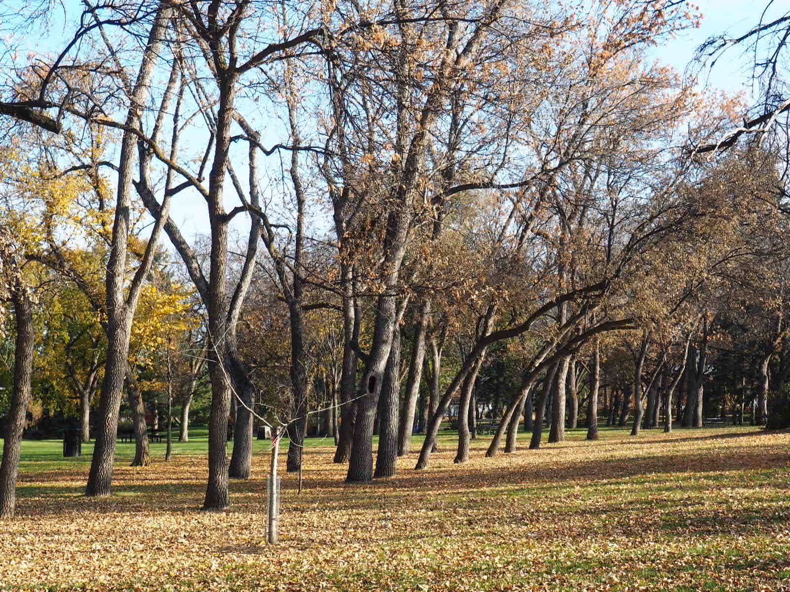 Sunday Morning in Borden Park – Snowbird of Paradise
