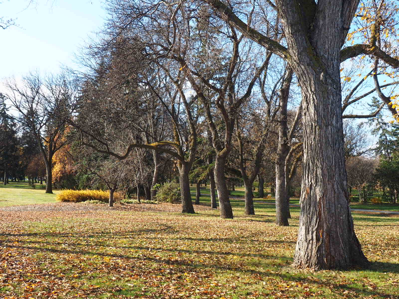 Sunday Morning in Borden Park – Snowbird of Paradise