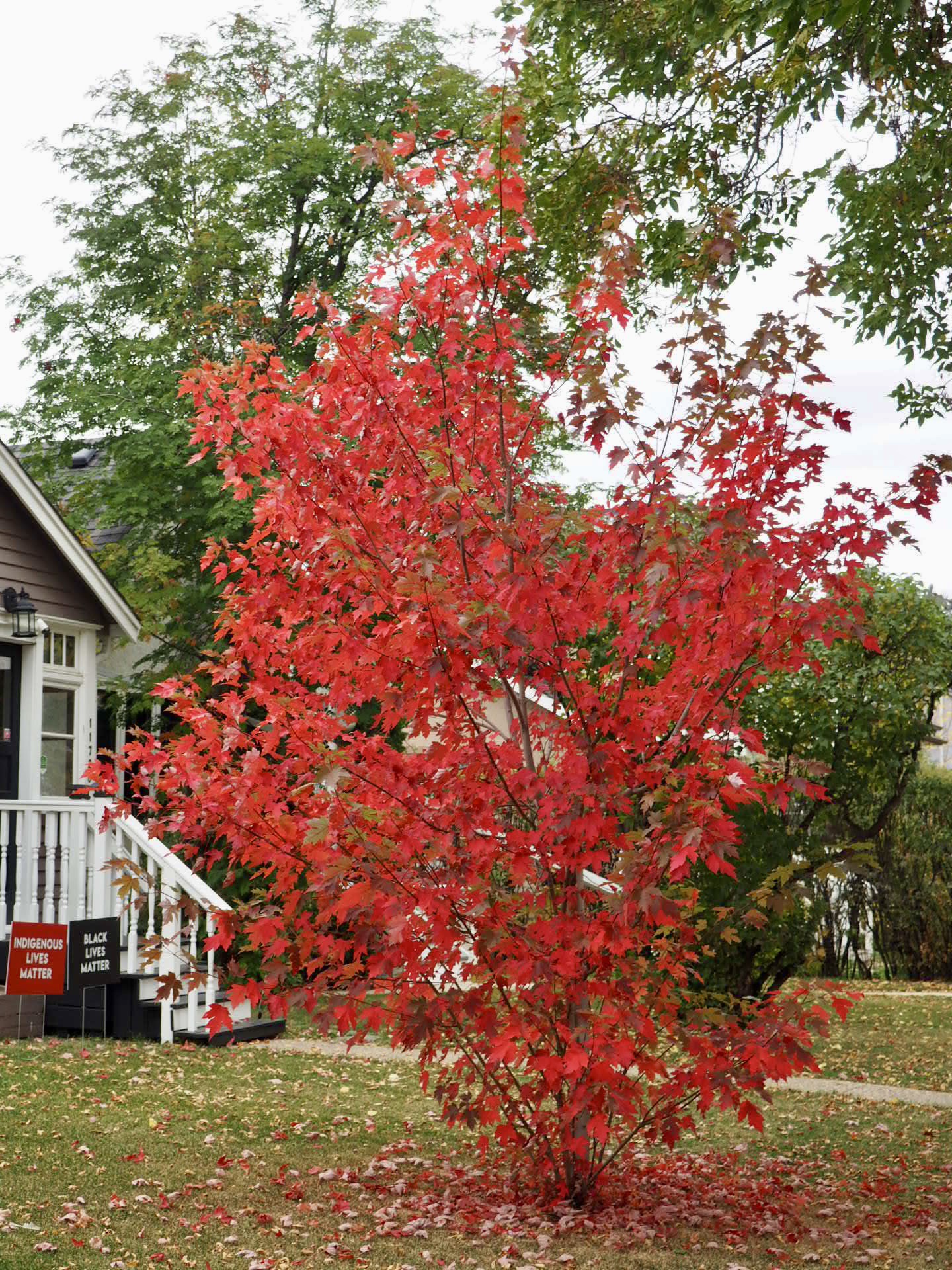All The Fall Colours – Snowbird of Paradise
