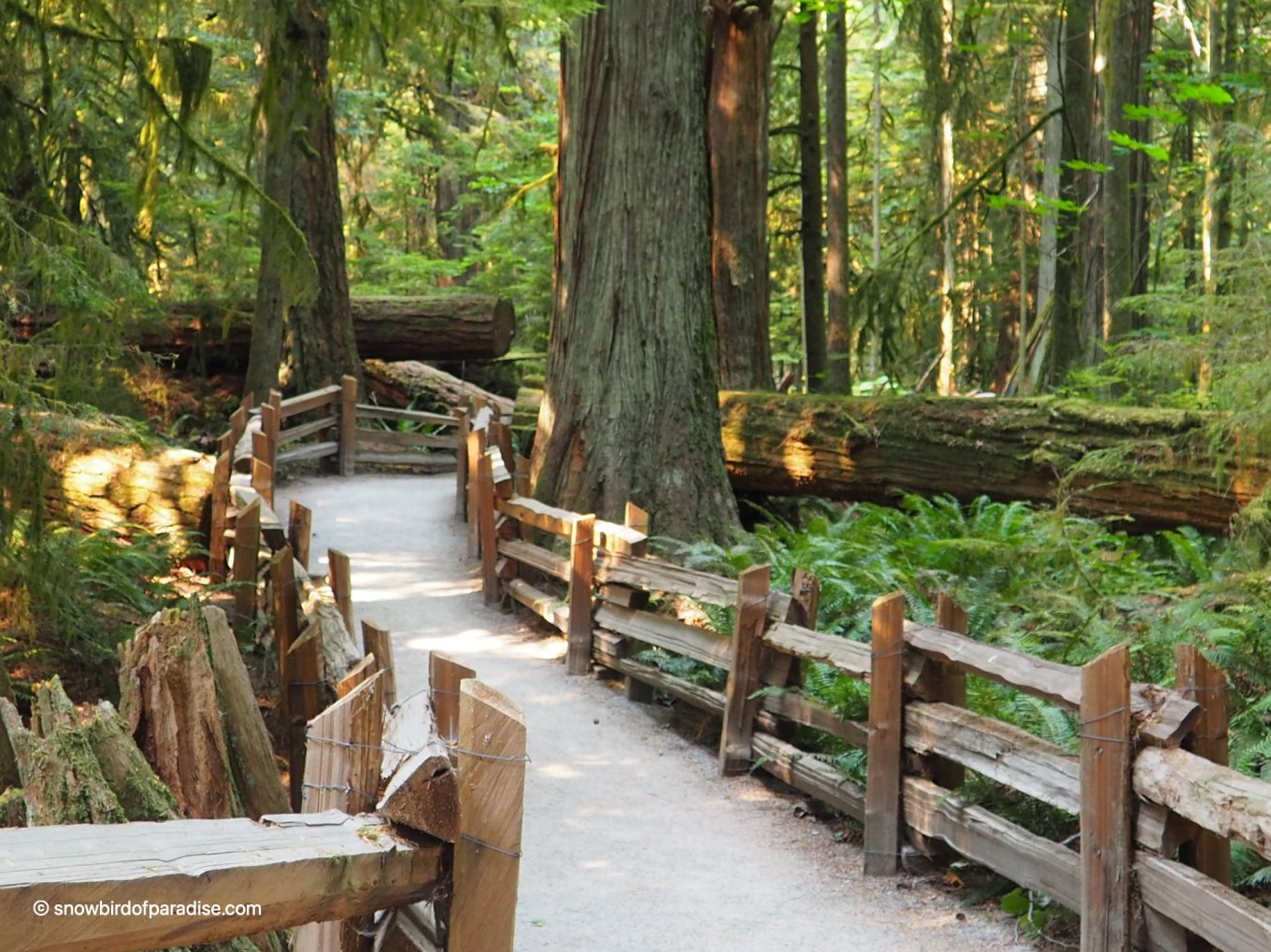 The Magnificent Cathedral Grove – Snowbird of Paradise