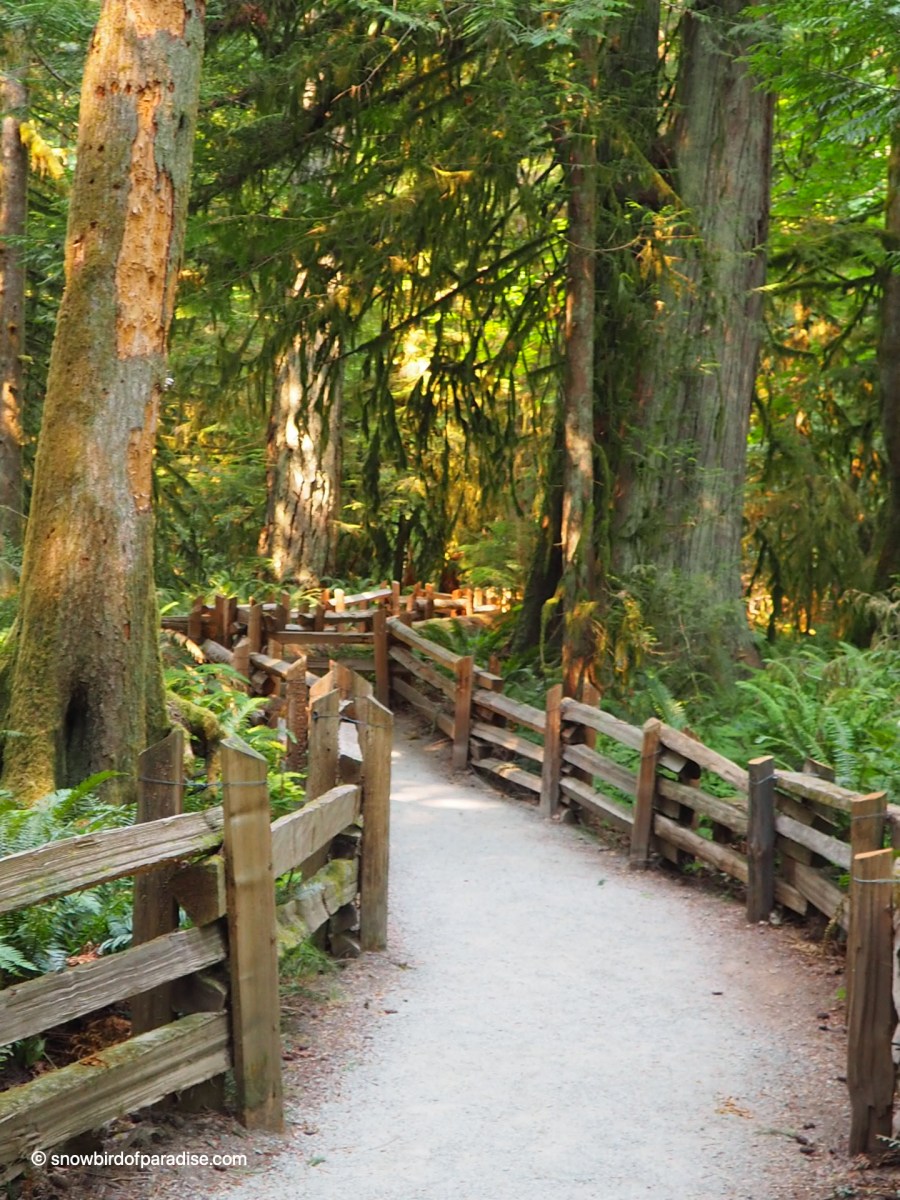 The Magnificent Cathedral Grove – Snowbird of Paradise