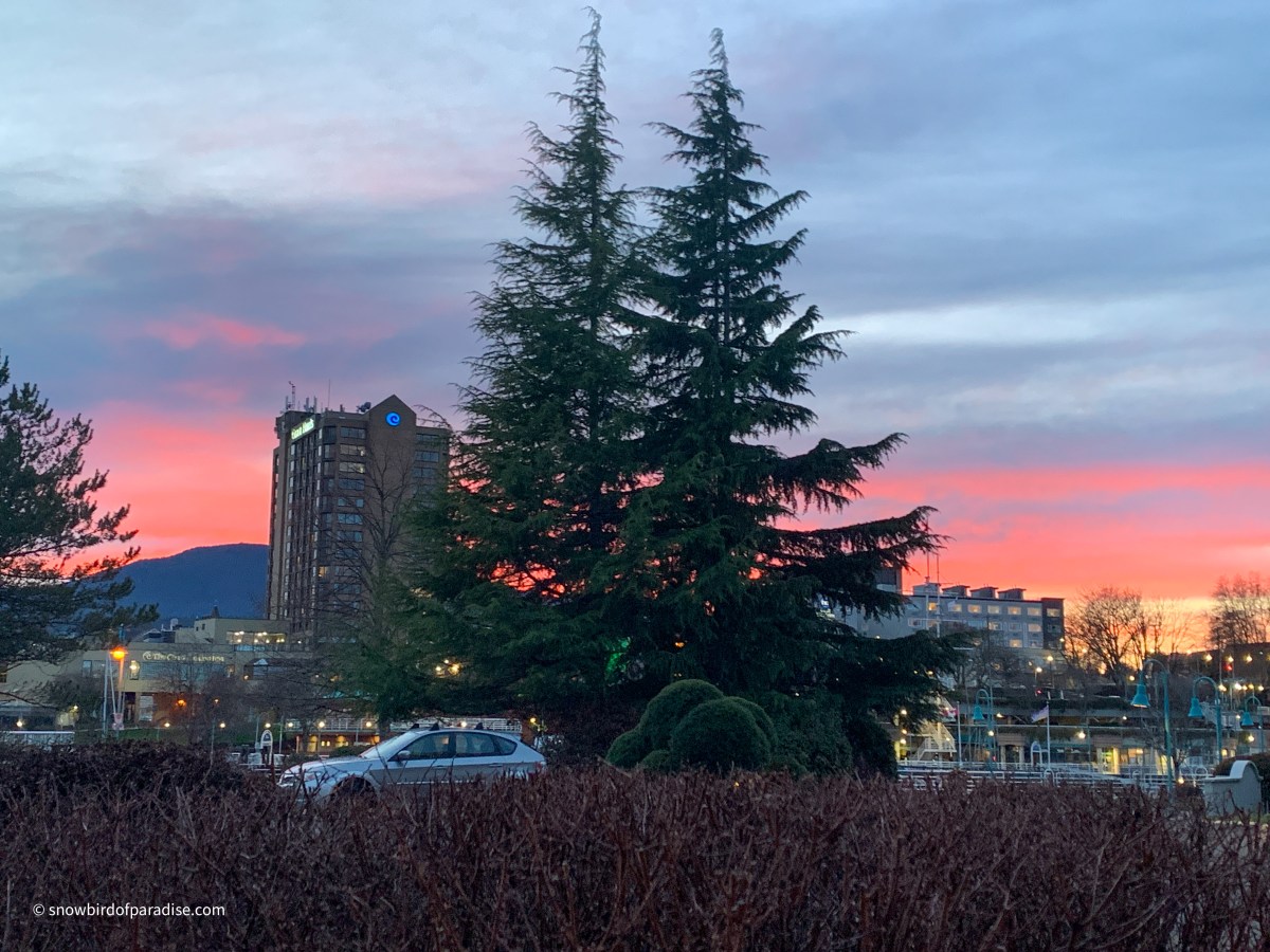 When A Car Gets In The Way – Snowbird of Paradise