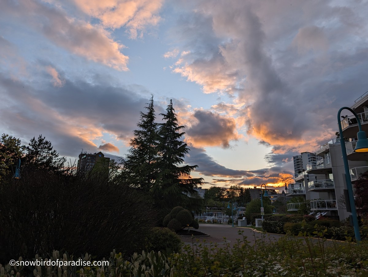 Natural Beauty – Snowbird of Paradise