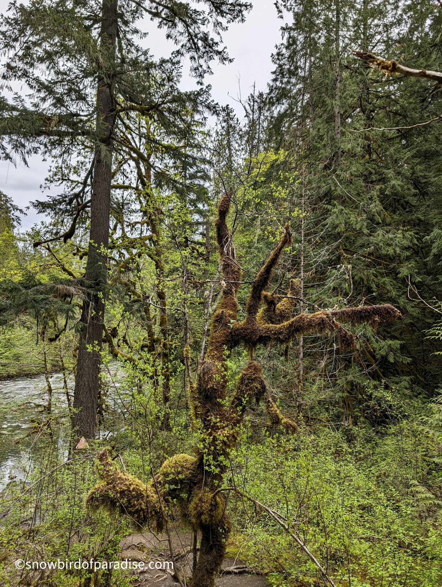 Natural Beauty – Snowbird of Paradise