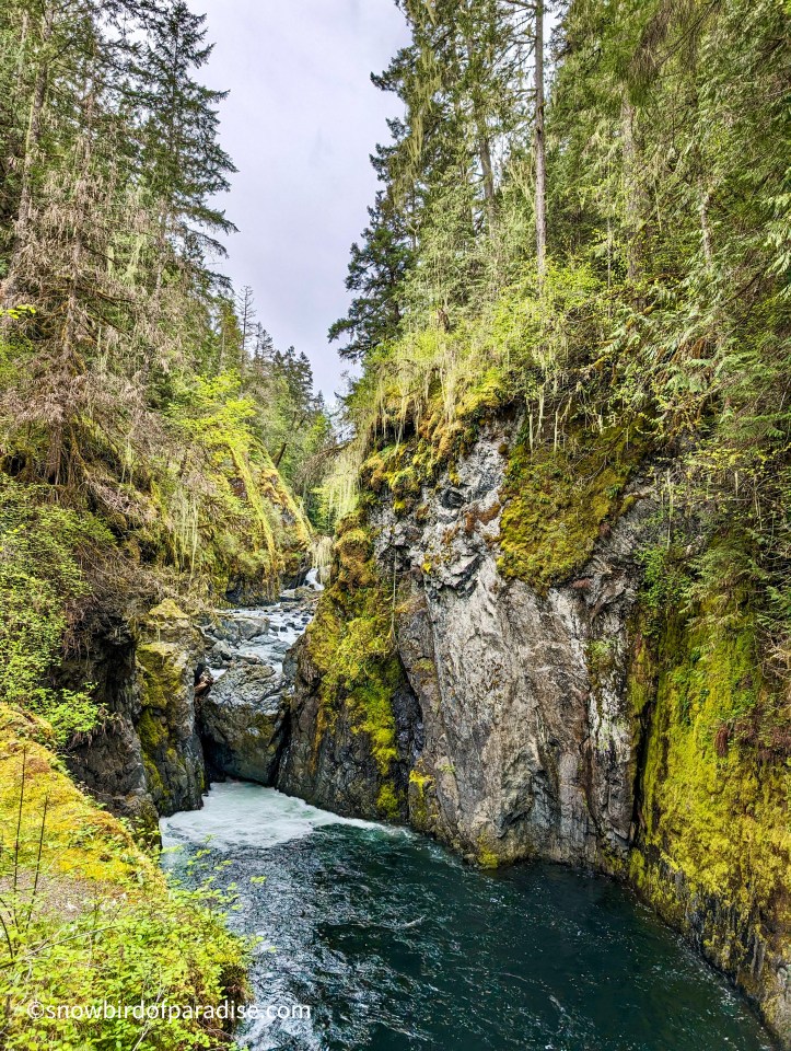 Natural Beauty – Snowbird of Paradise