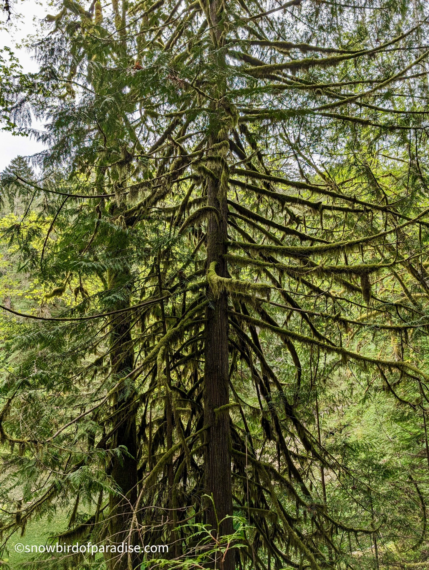 Natural Beauty – Snowbird of Paradise