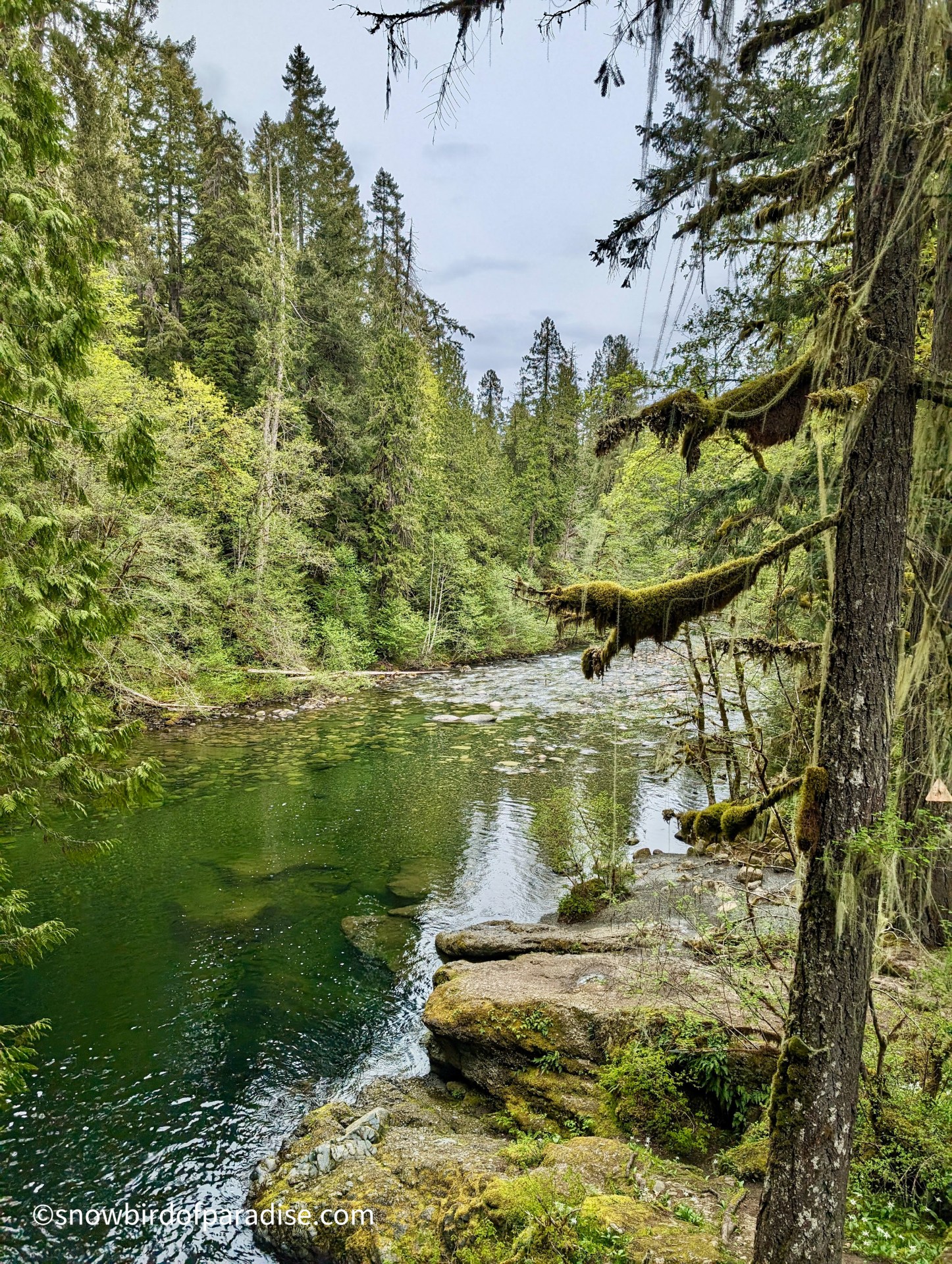 Natural Beauty – Snowbird of Paradise