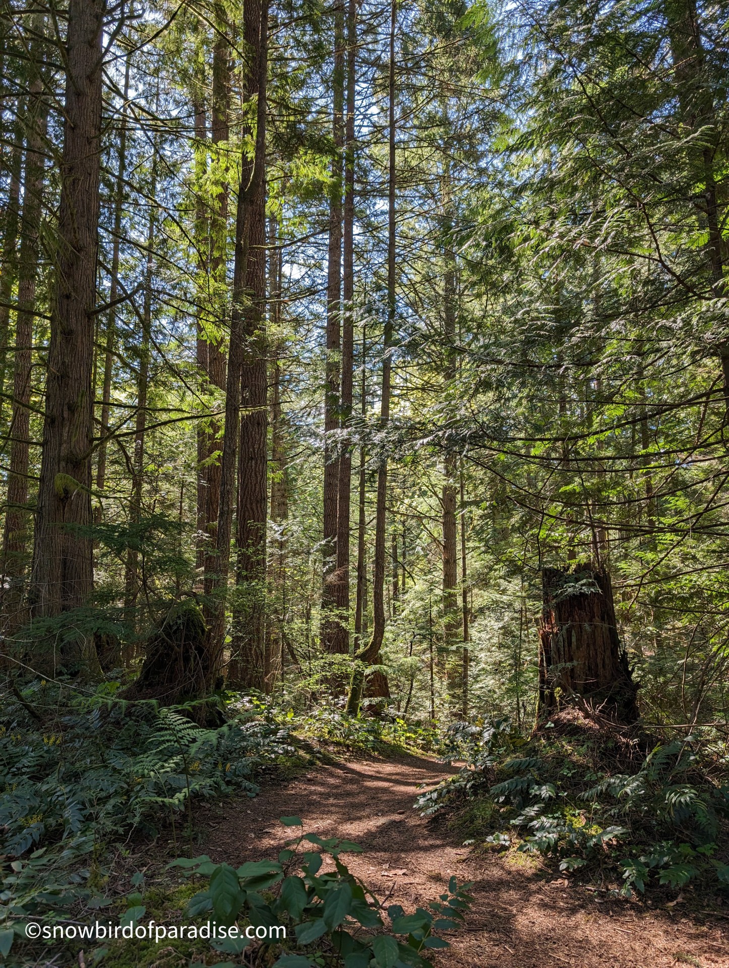 Natural Beauty – Snowbird of Paradise