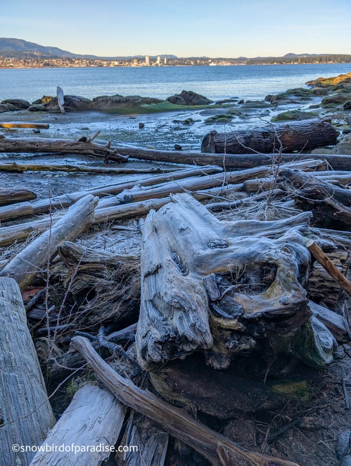 A Clear Day at Jack Point Park – Snowbird of Paradise