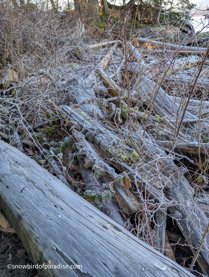 A Clear Day at Jack Point Park – Snowbird of Paradise