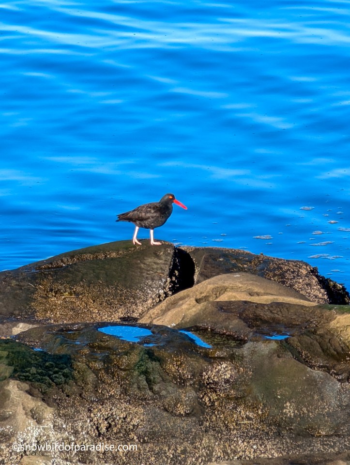 A Clear Day at Jack Point Park – Snowbird of Paradise
