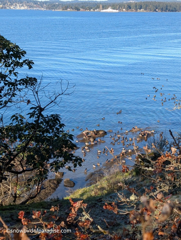 A Clear Day at Jack Point Park – Snowbird of Paradise