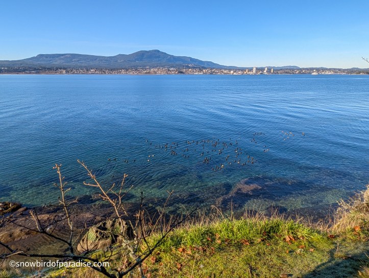 A Clear Day at Jack Point Park – Snowbird of Paradise