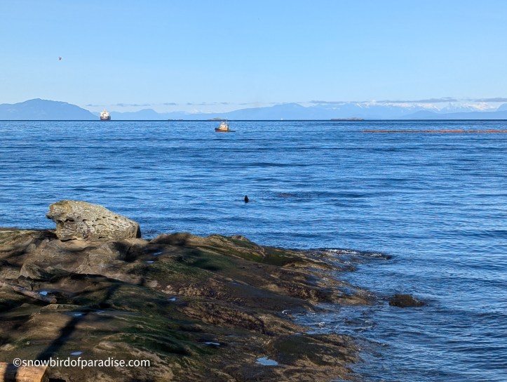 A Clear Day at Jack Point Park – Snowbird of Paradise