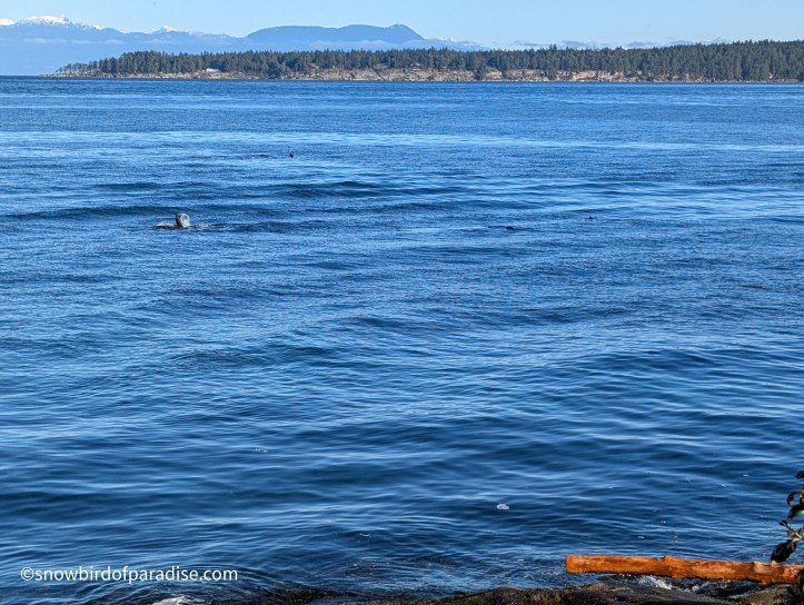 A Clear Day at Jack Point Park – Snowbird of Paradise