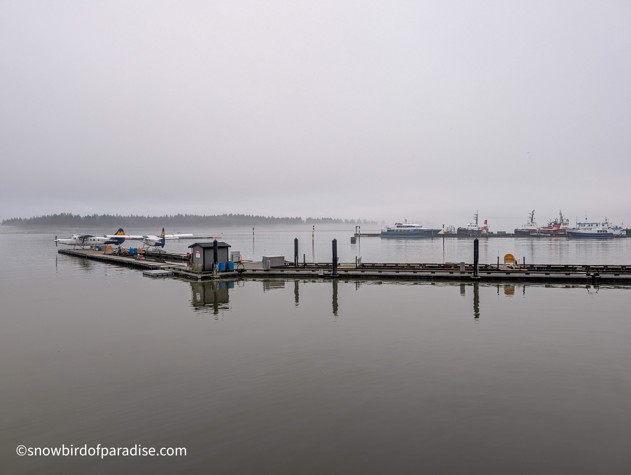 Misty Moisty Morning – Snowbird of Paradise