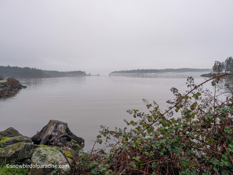 Misty Moisty Morning – Snowbird of Paradise