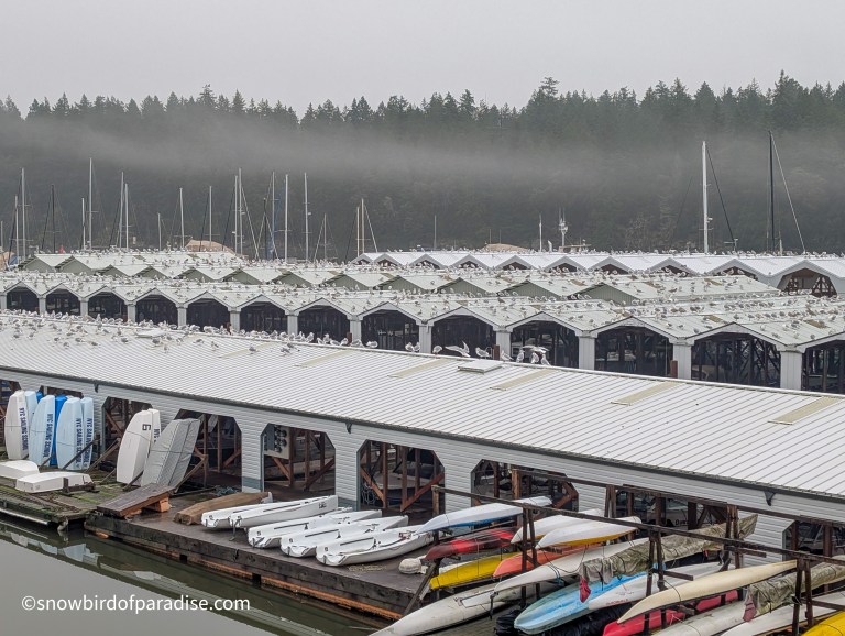 The Birds! The Birds! – Snowbird of Paradise